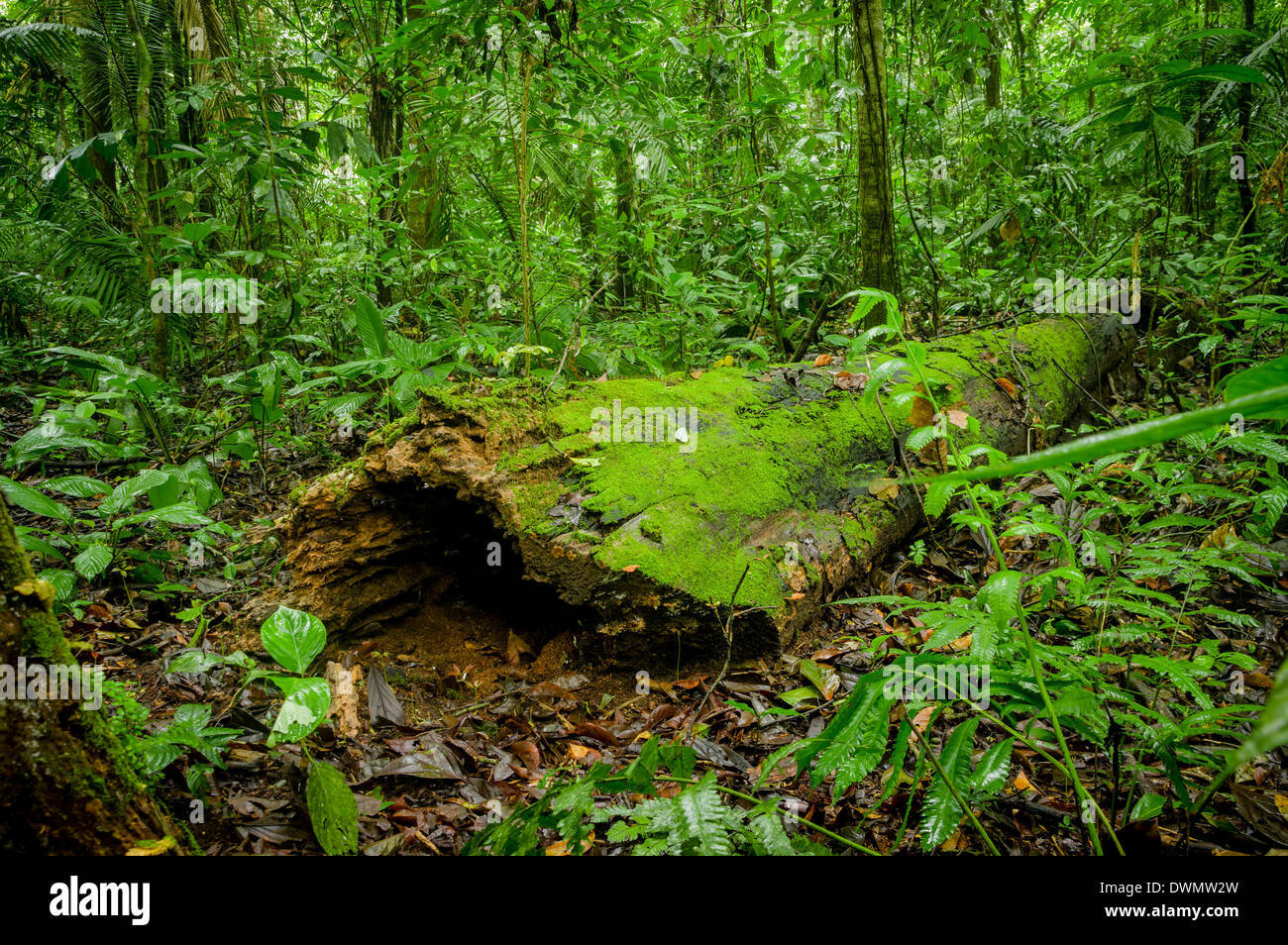 Tropical Rainforest Landscape, Amazon Stock Photo - Alamy