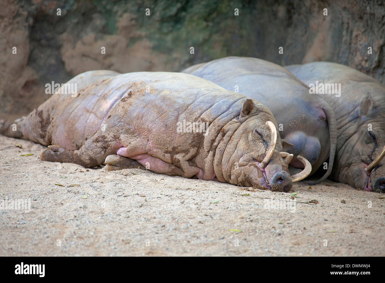 Babirusa Deer Pigs Wild Boar From indonesia Sleeping Taking an ...