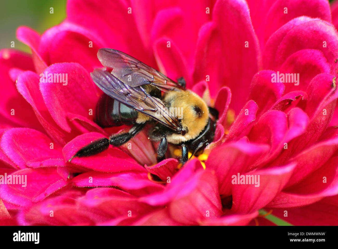 A Carpenter Bee Nectaring On A Pink Flower, Xylocopa micans ...