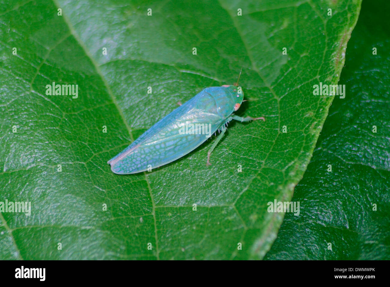 A Tiny And Very Cute Leaping Insect, The Gyponine Leafhopper ...