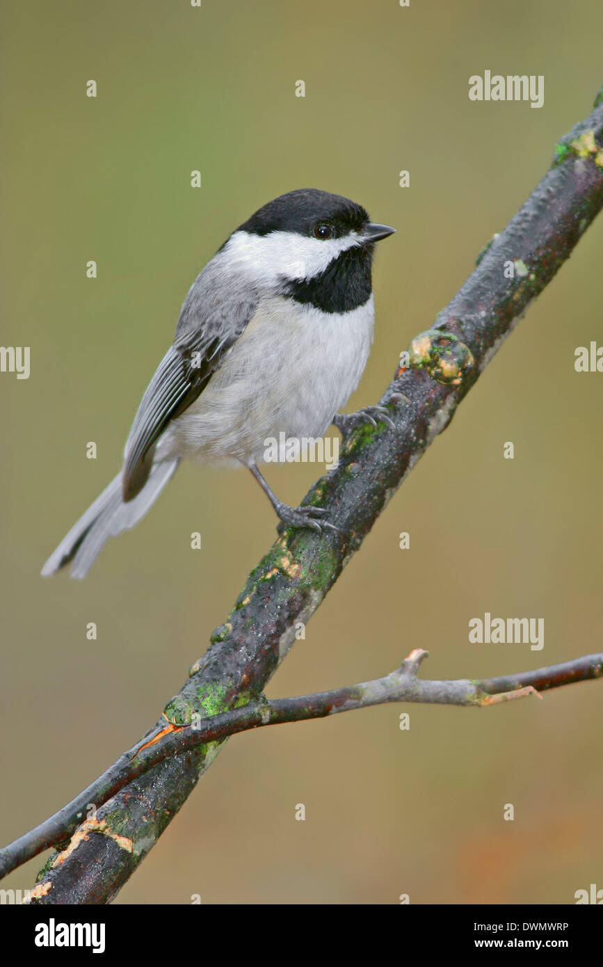 Chickadee cute bird hi-res stock photography and images - Alamy