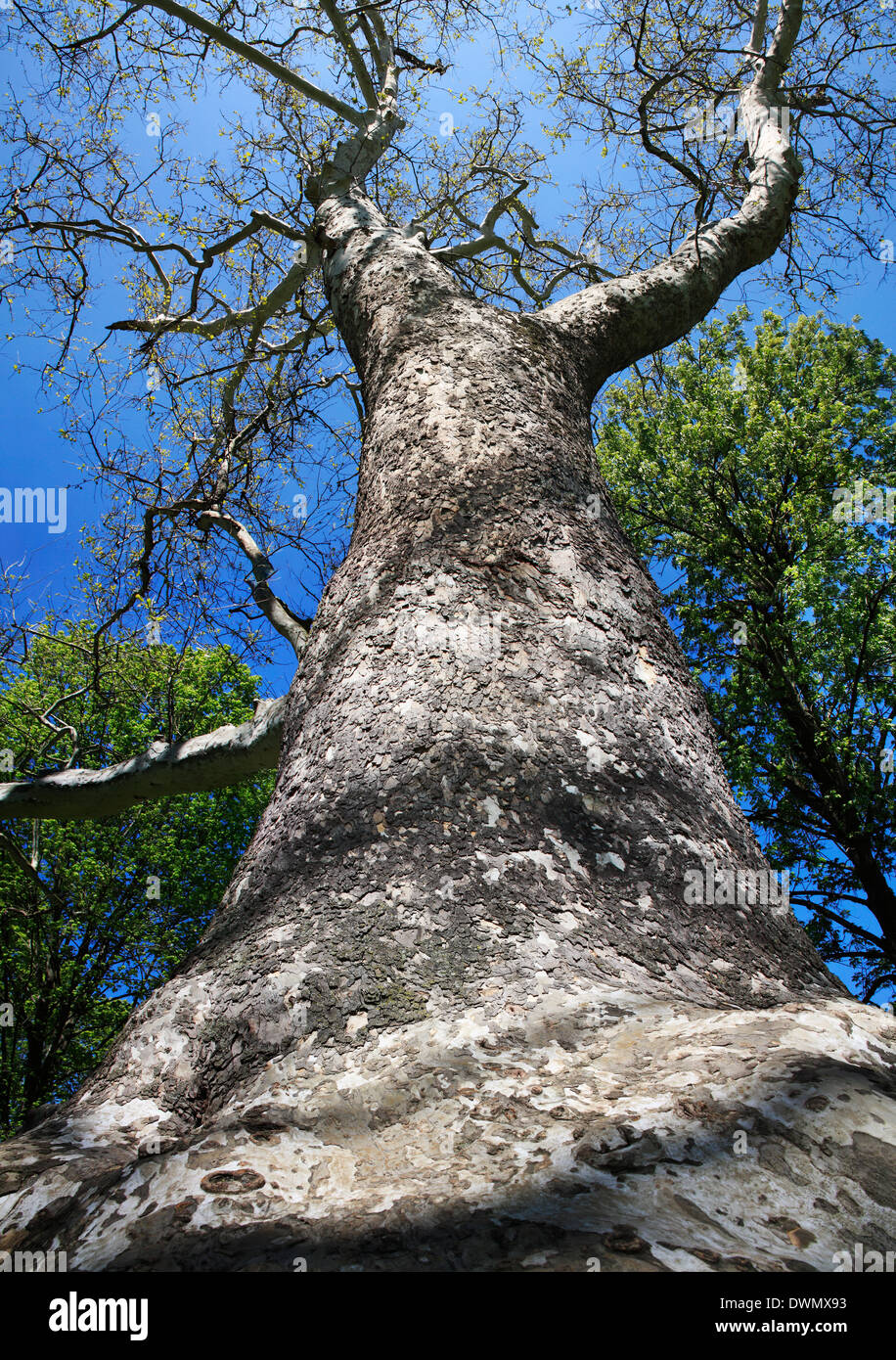 Sycamore tree trunk hi-res stock photography and images - Alamy