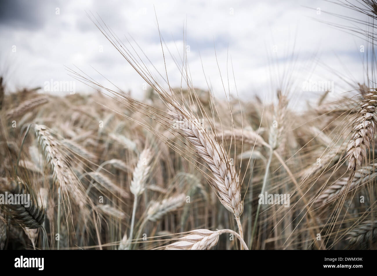 Beautiful field wheat harvesting close hi-res stock photography and ...