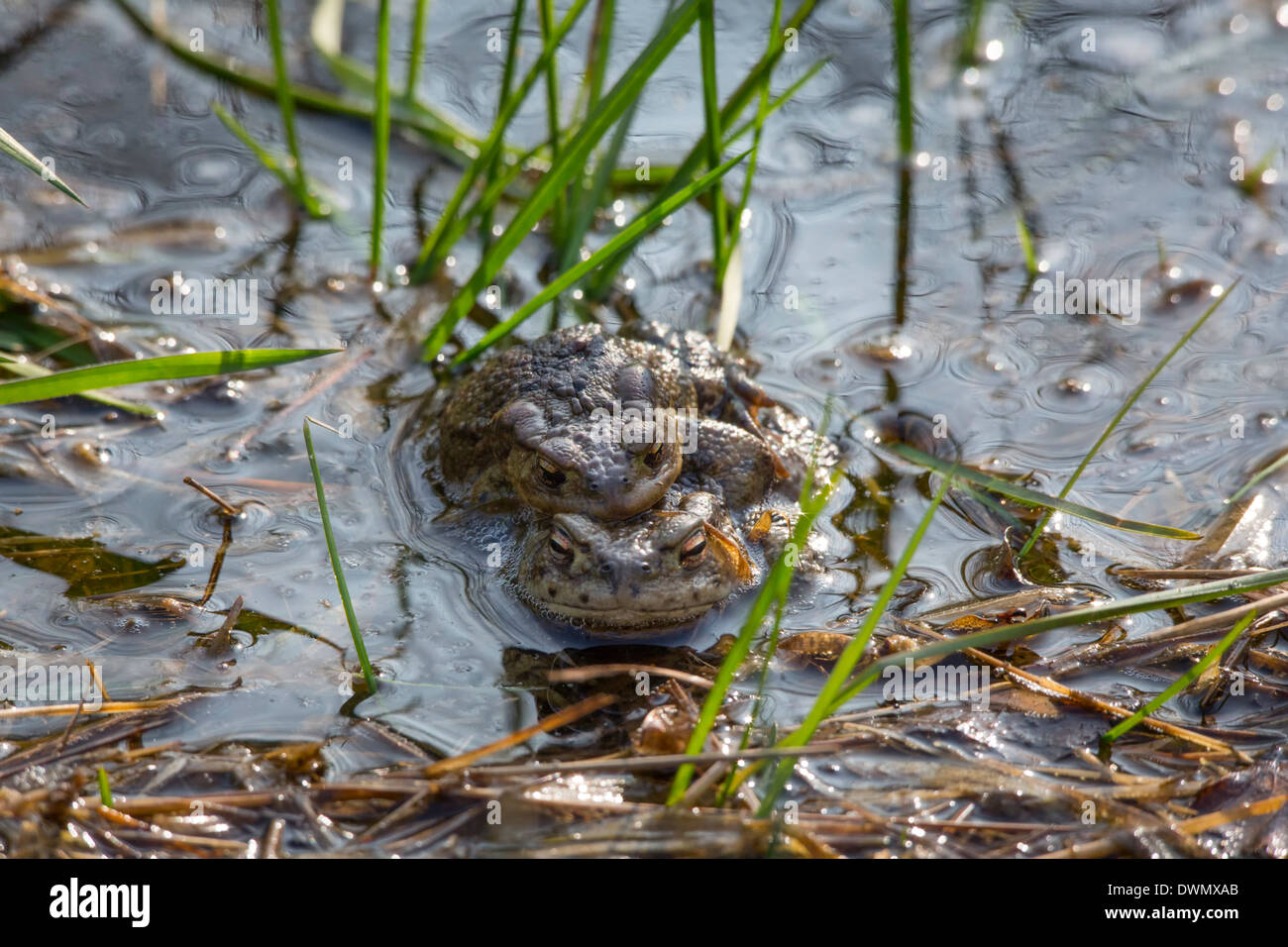 Mating toads at National Park "de Groote Peel" in the Netherlands Stock ...