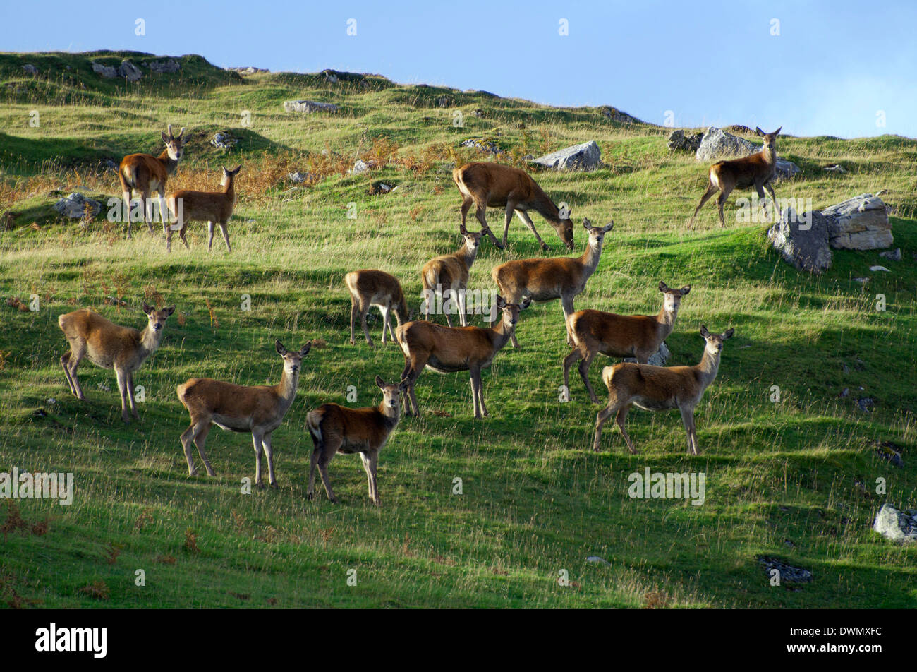 Deer more hi-res stock photography and images - Alamy