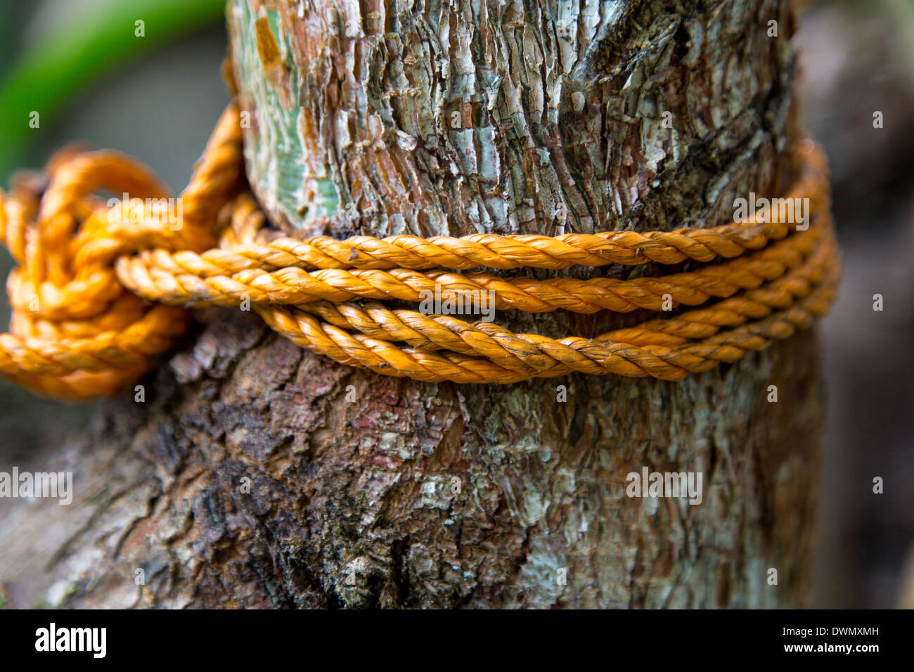 Knot rope in tree Stock Photo - Alamy