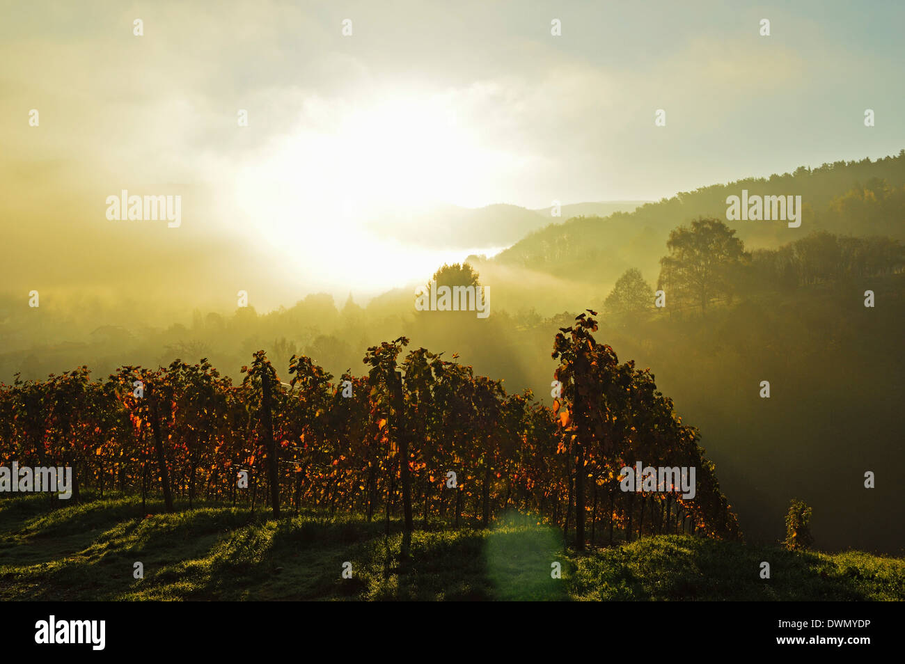 Baden wine route hi-res stock photography and images - Alamy