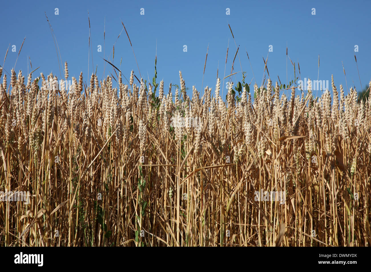 Wheat growing in field Stock Photo - Alamy