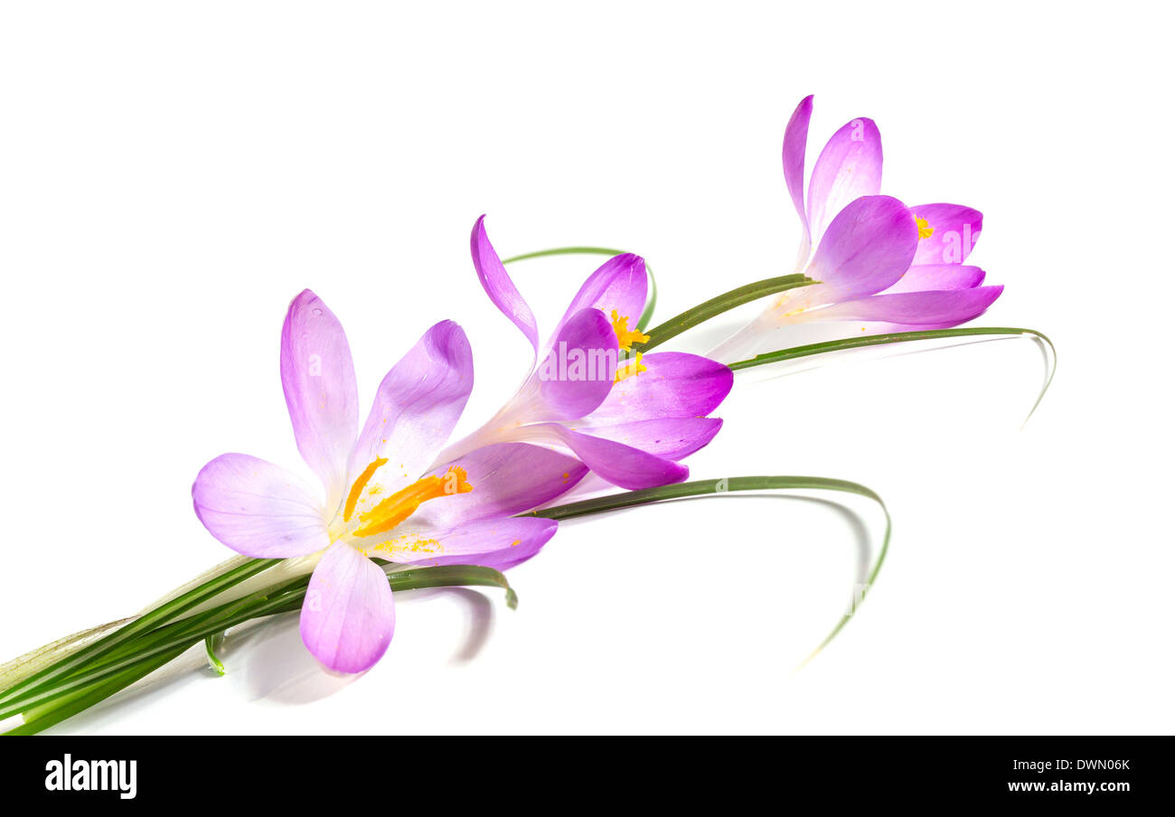 Blooming crocus on a white background Stock Photo - Alamy