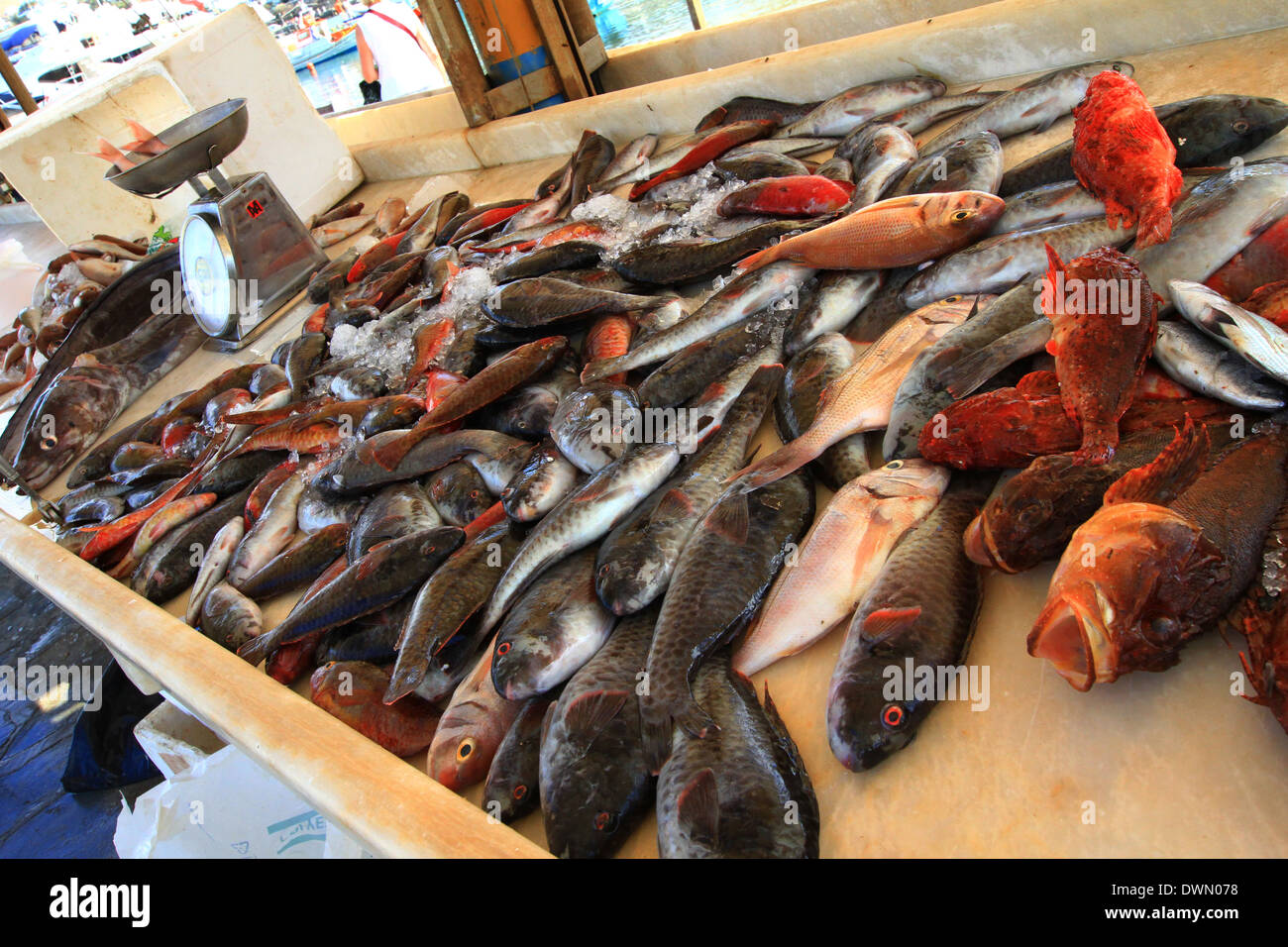 Fresh fish laid out on the slab just landed,red snapper from the sea to ...