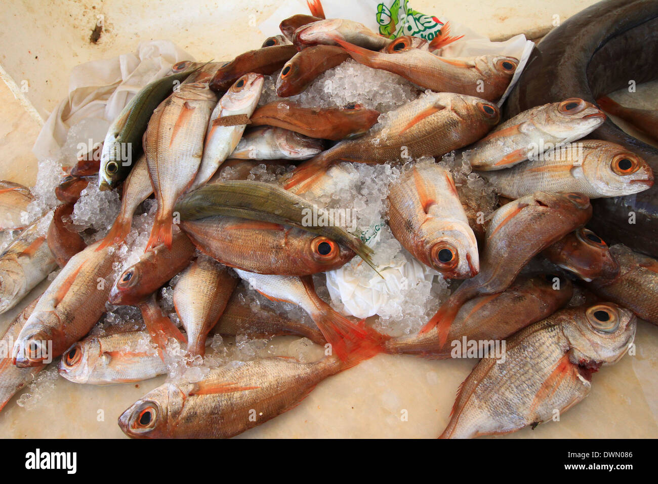 Fresh fish laid out on the slab just landed,red snapper from the sea to ...