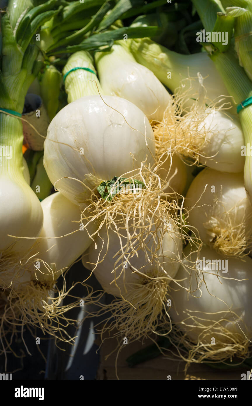 Full frame take of scallions on display at a street market stall Stock ...