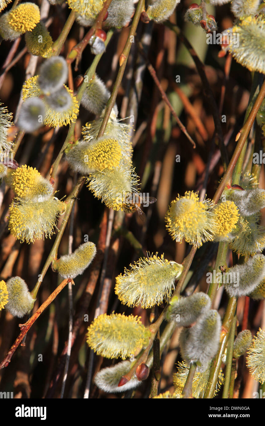 The plight of the, Humble bee, Common bee, bumble bees in a willow tree ...