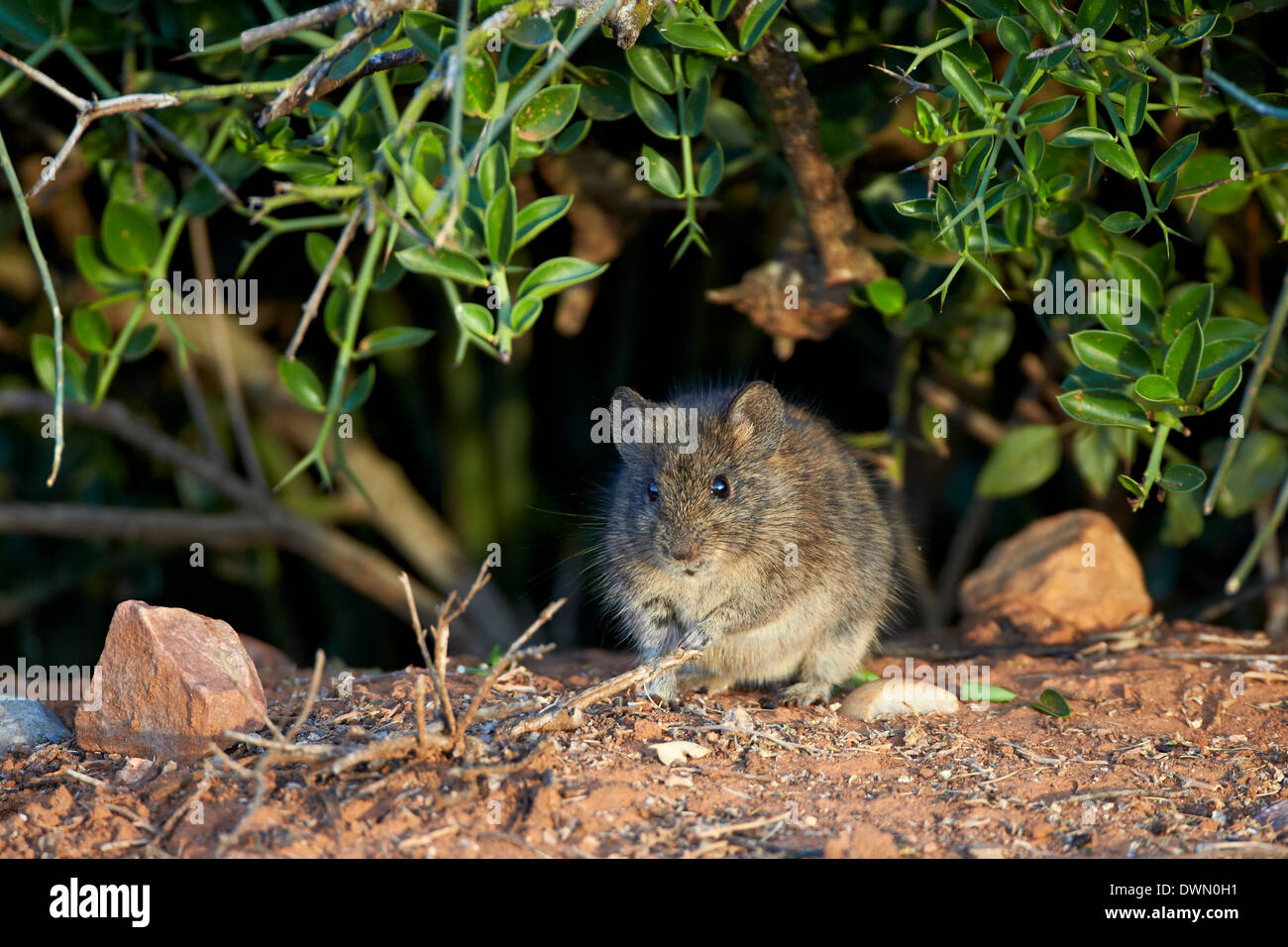 Angoni Vlei rat (Otomys angoniensis), Addo Elephant National Park ...