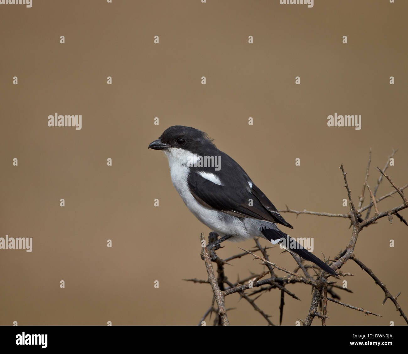 Fiscal shrike (common fiscal) (Lanius collaris), Addo Elephant National ...