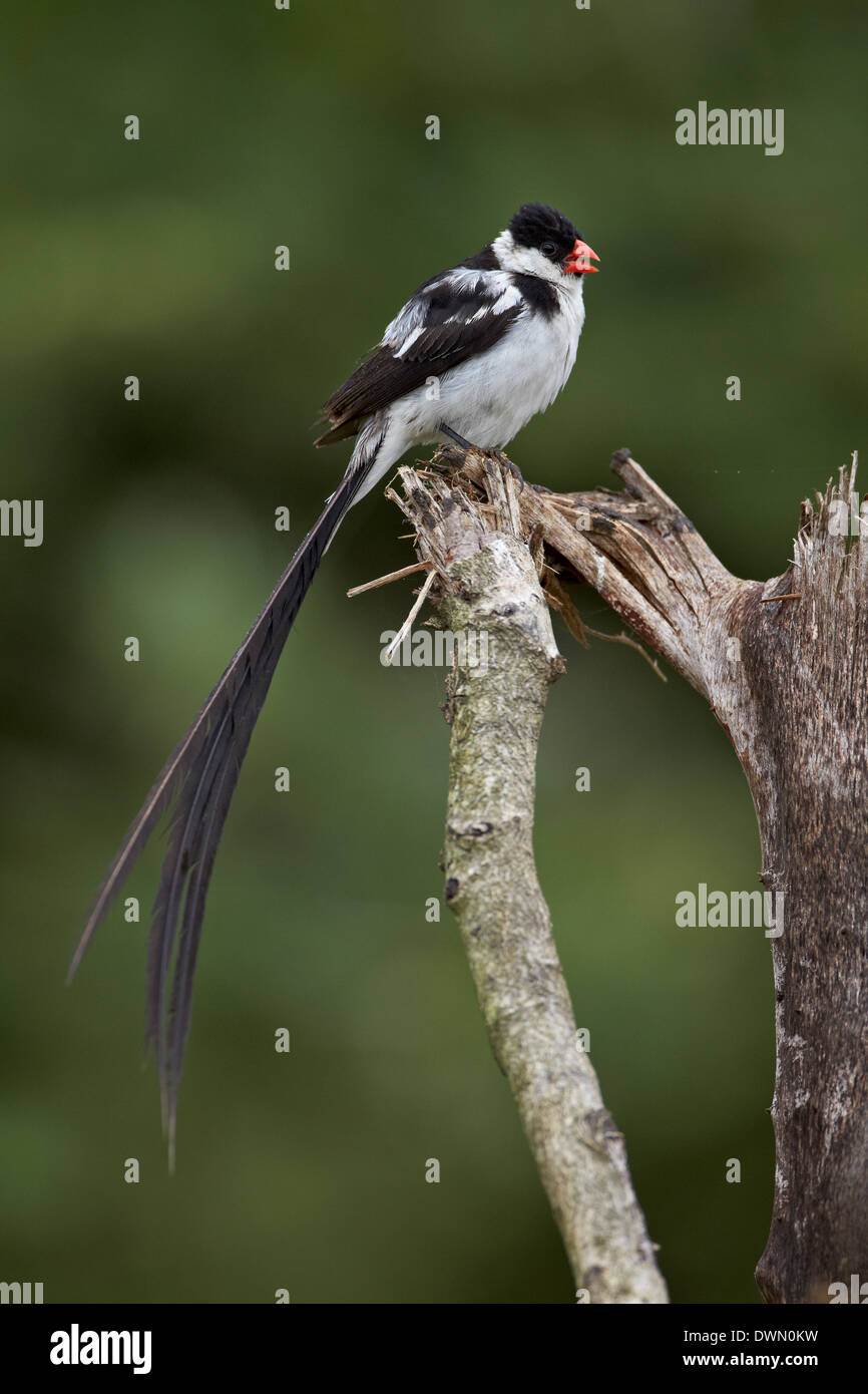 Male pin-tailed whydah (Vidua macroura), Addo Elephant National Park ...