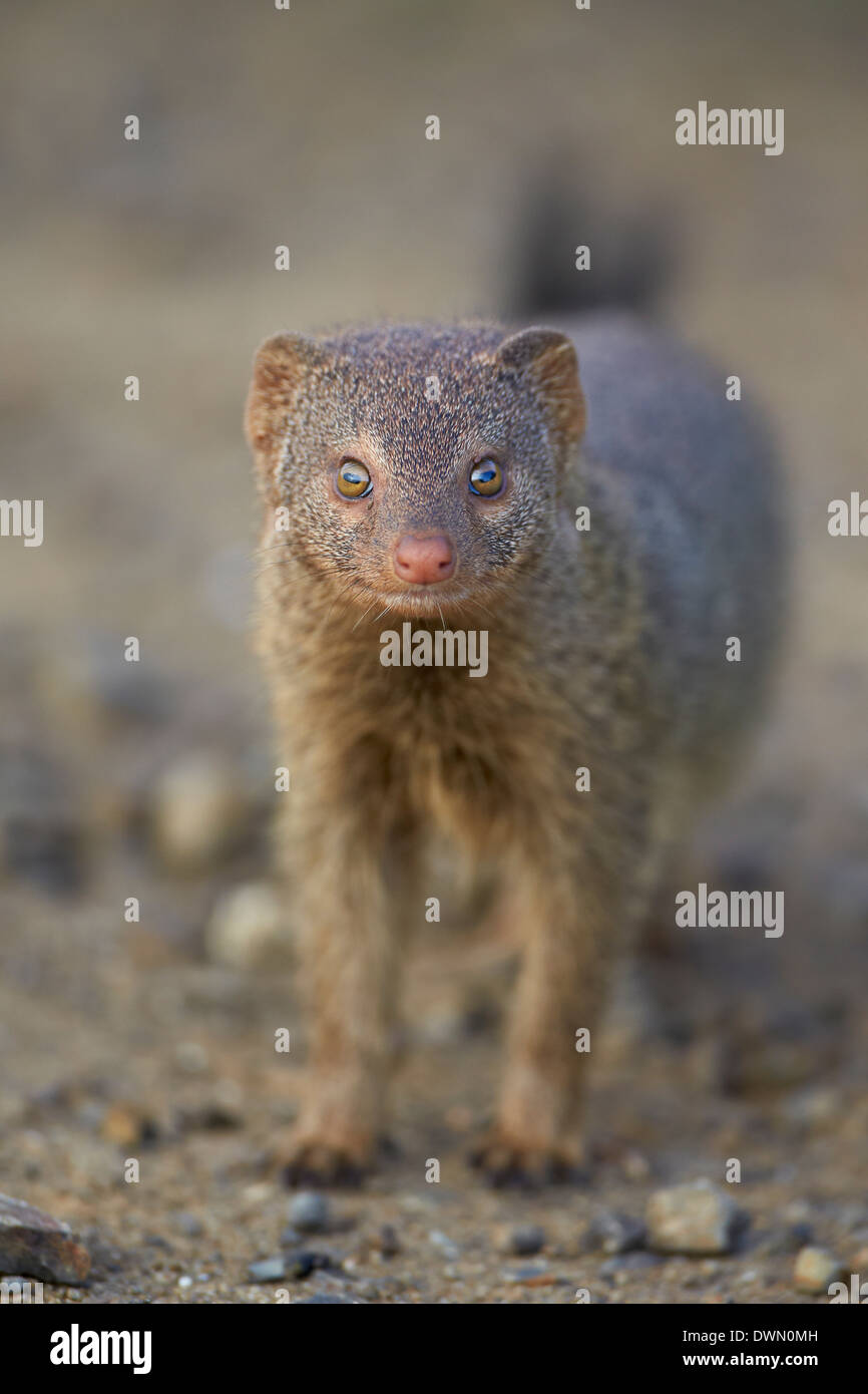 Slender mongoose (Galerella sanguinea), Imfolozi Game Reserve, South ...