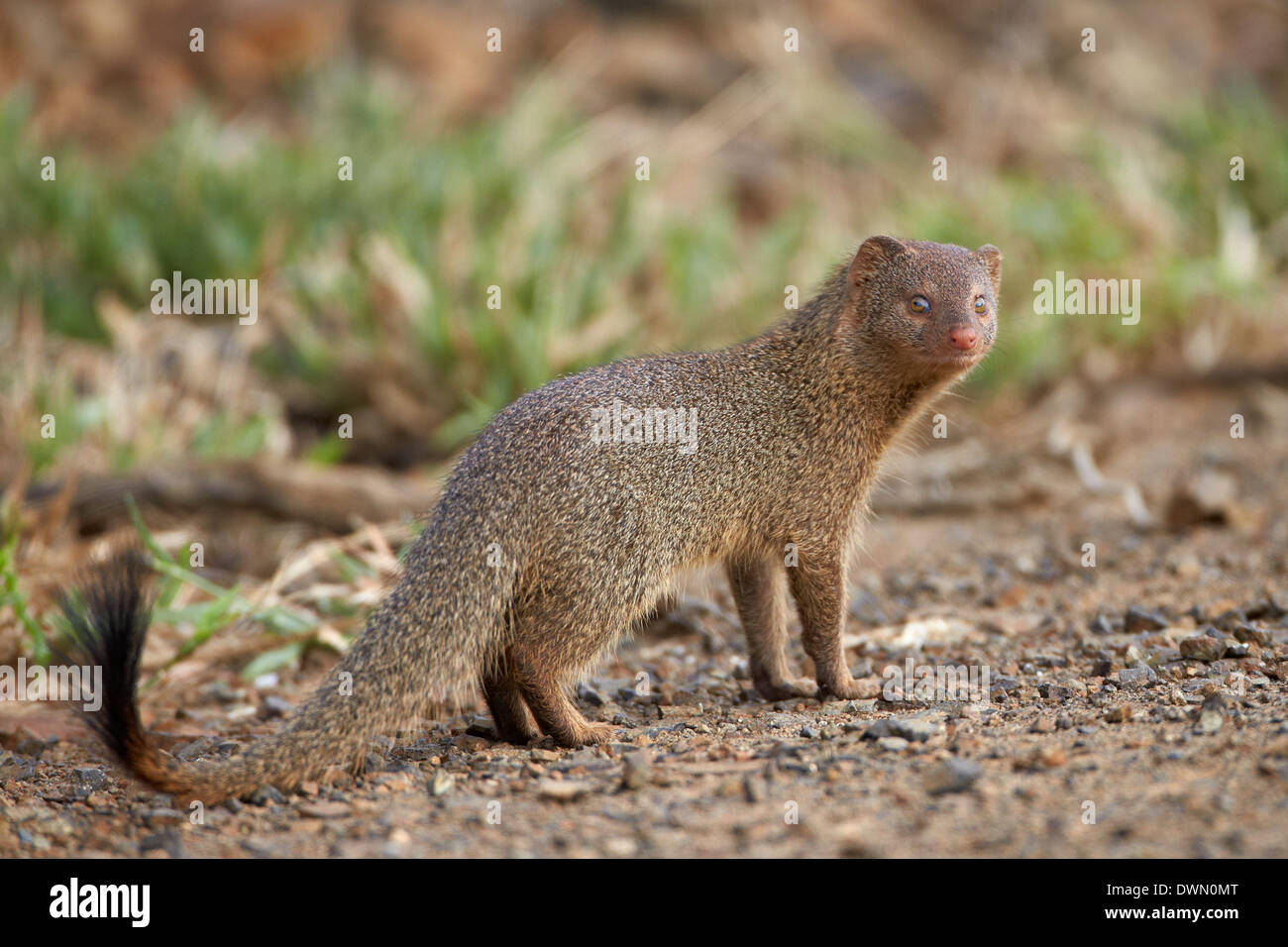 Slender mongoose (Galerella sanguinea), Imfolozi Game Reserve, South ...