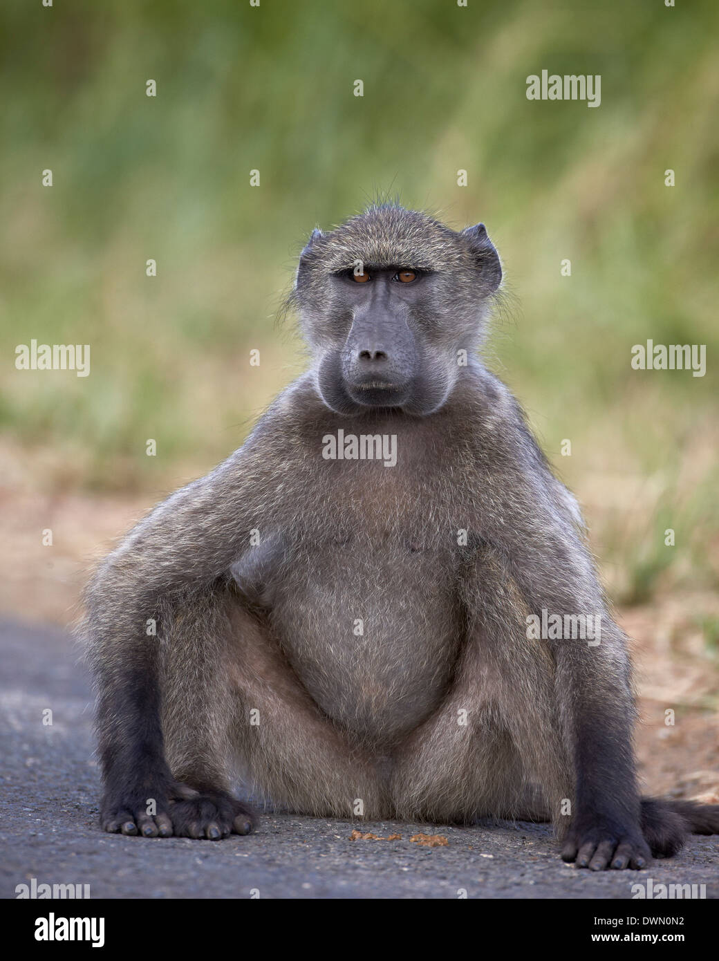Chacma baboon (Papio ursinus) with its cheeks full of food, Hluhluwe ...