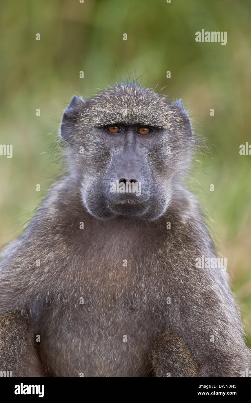 Chacma baboon (Papio ursinus) with its cheeks full of food, Hluhluwe ...