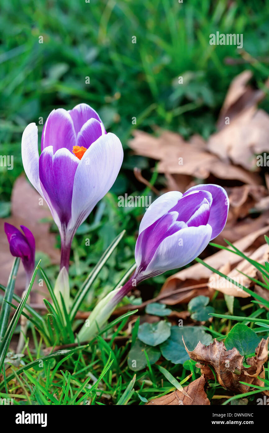 Crocus blooming in the meadow. Small Depth of Field (DOF Stock Photo ...
