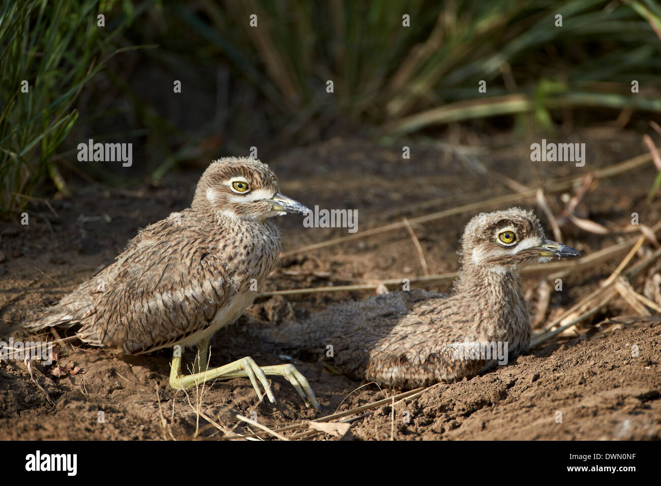 Water dikkop burhinus vermiculatus hi-res stock photography and images ...