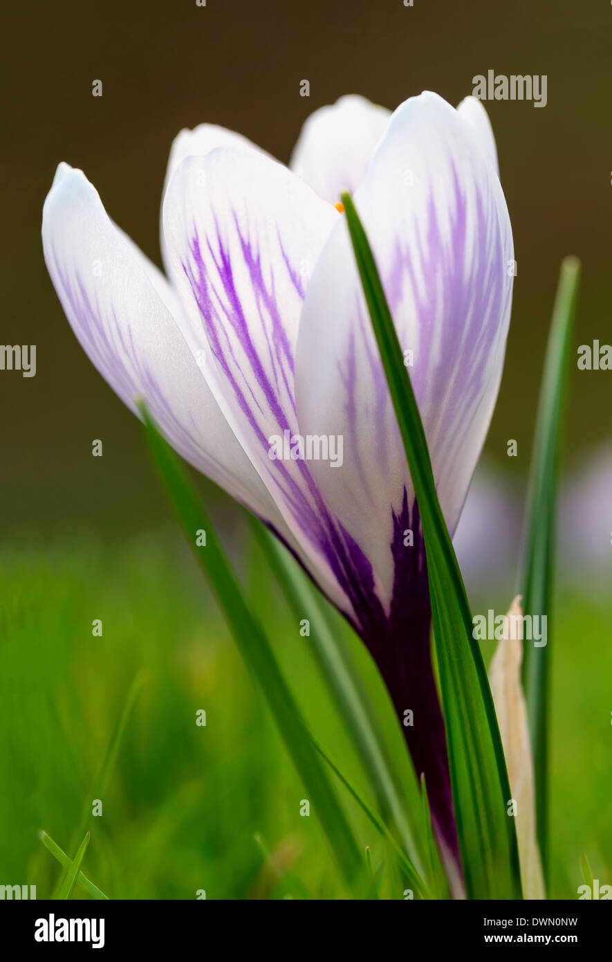 Crocus blooming in the meadow. Small Depth of Field (DOF Stock Photo ...
