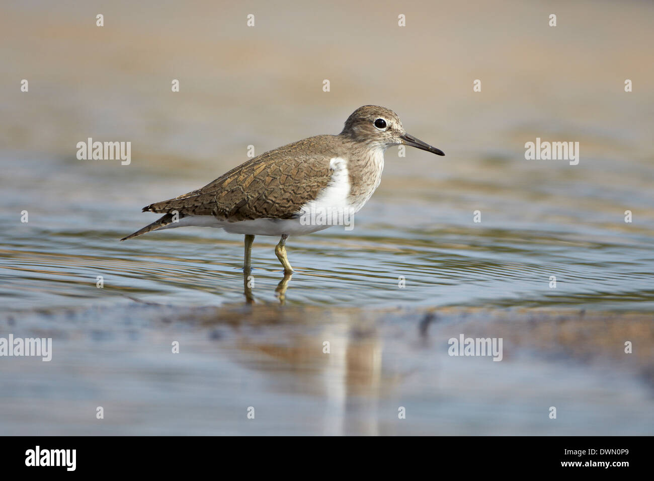 Common sandpiper (Actitis hypoleucos), Kruger National Park, South ...