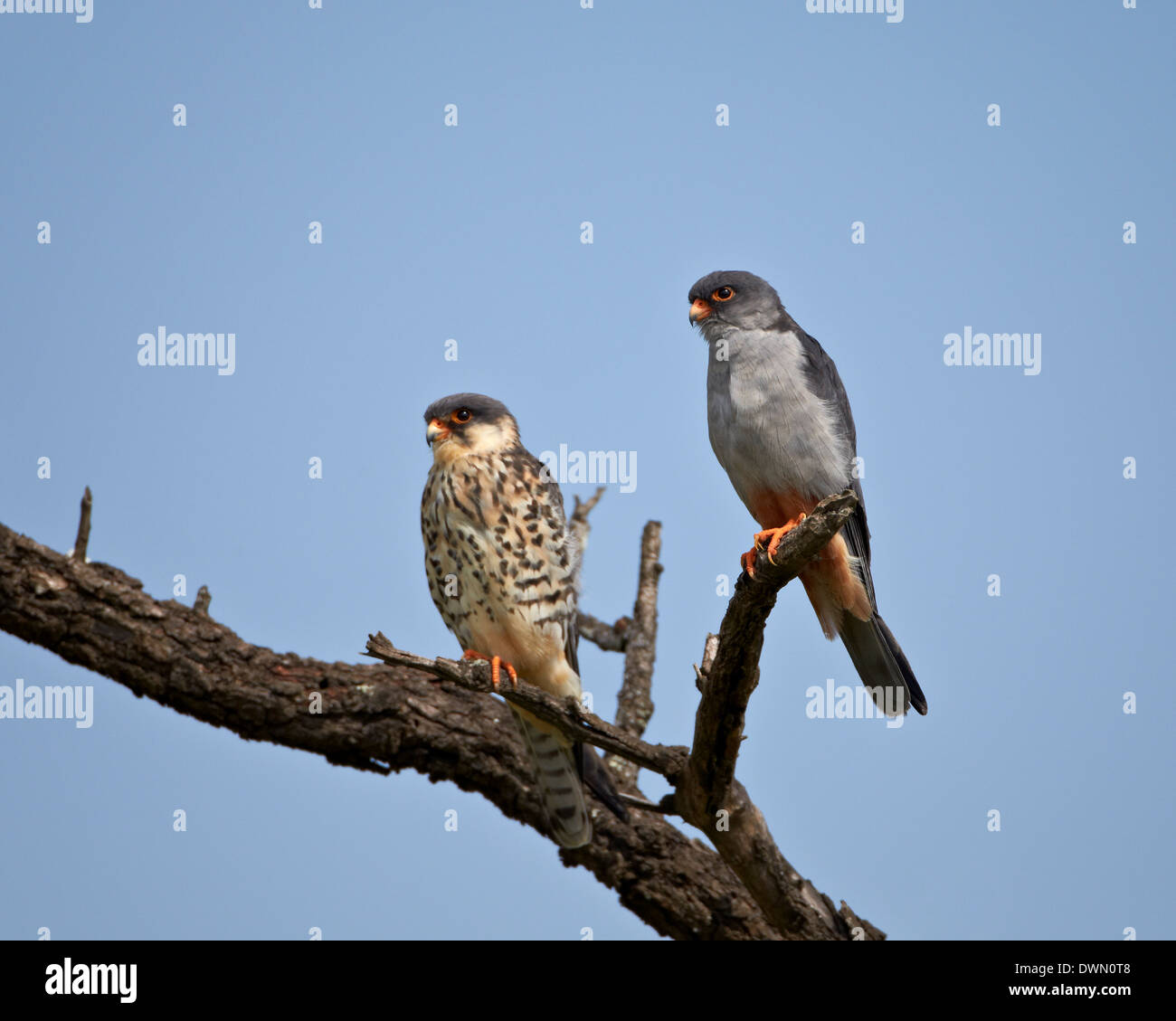 Falcon amurensis hi-res stock photography and images - Alamy