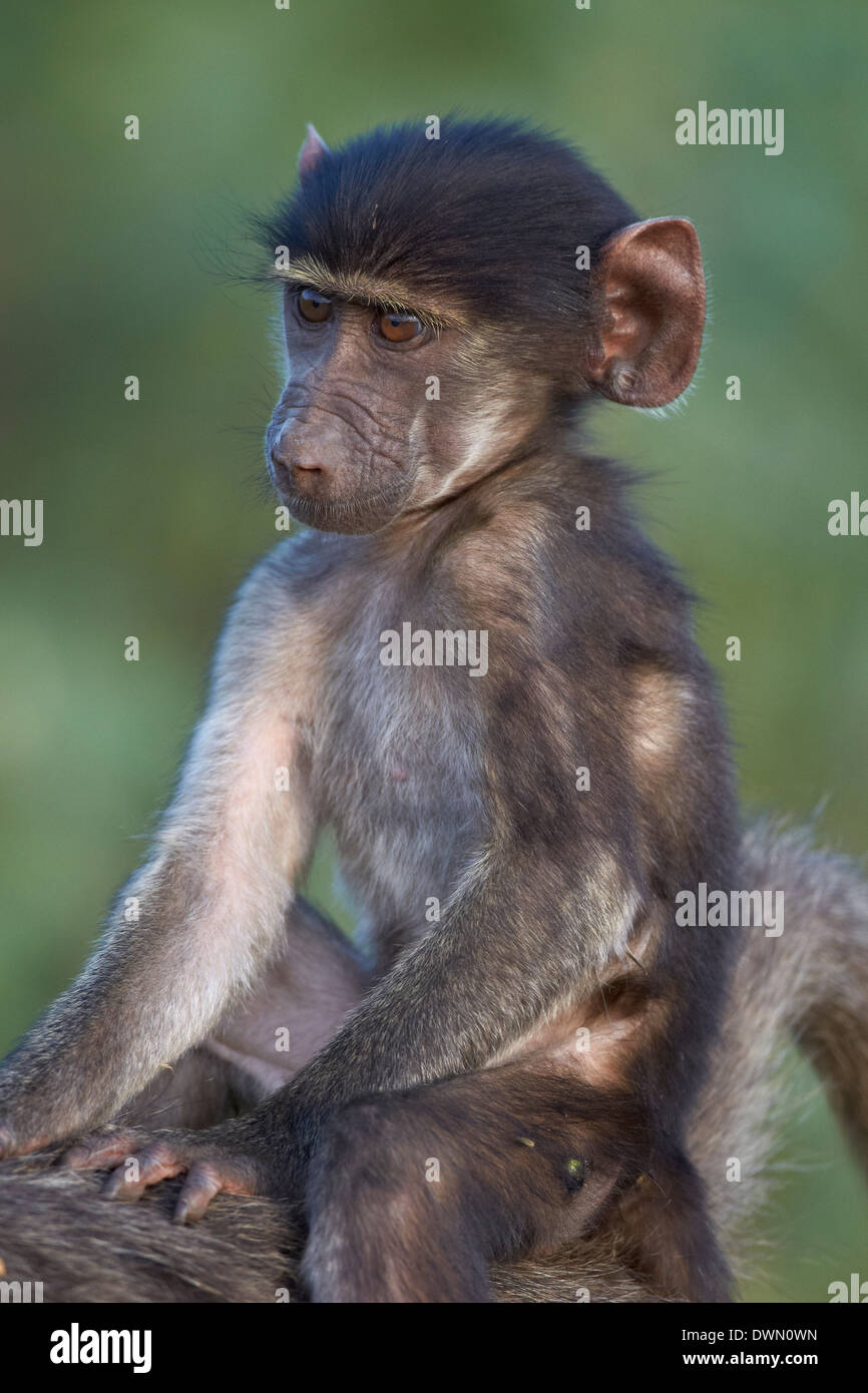 Mothers with young animals on the back hi-res stock photography and ...