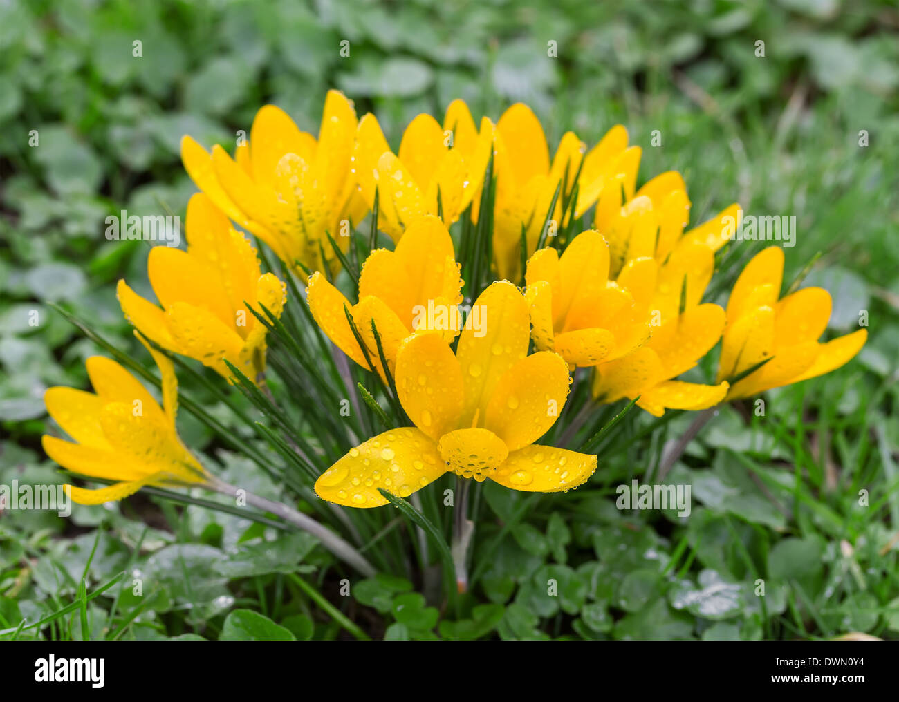 Saffron crocus flowers in field hi-res stock photography and images - Alamy