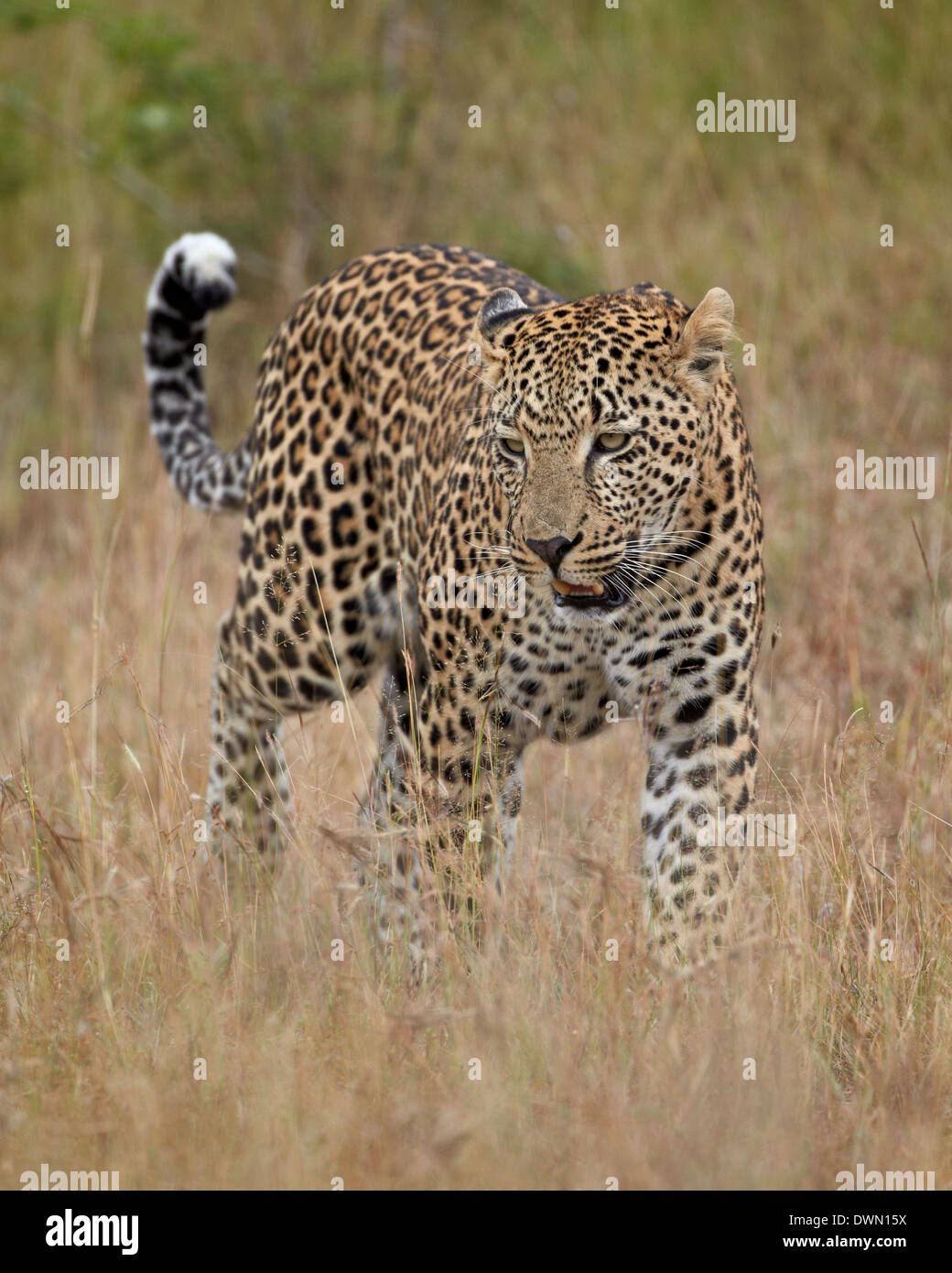 Leopard Tail Stock Photos & Leopard Tail Stock Images - Alamy