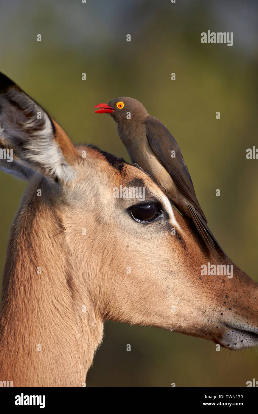 Red billed oxpecker oxpecker hi-res stock photography and images - Alamy