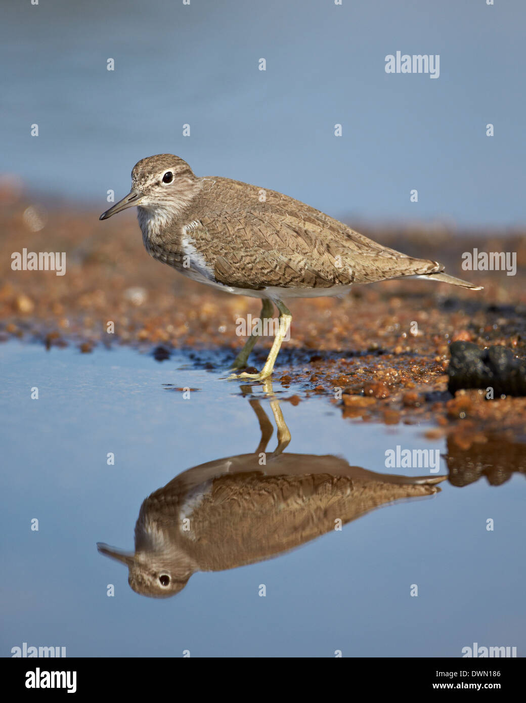 Common Sandpiper (Actitis hypoleucos), Kruger National Park, South ...