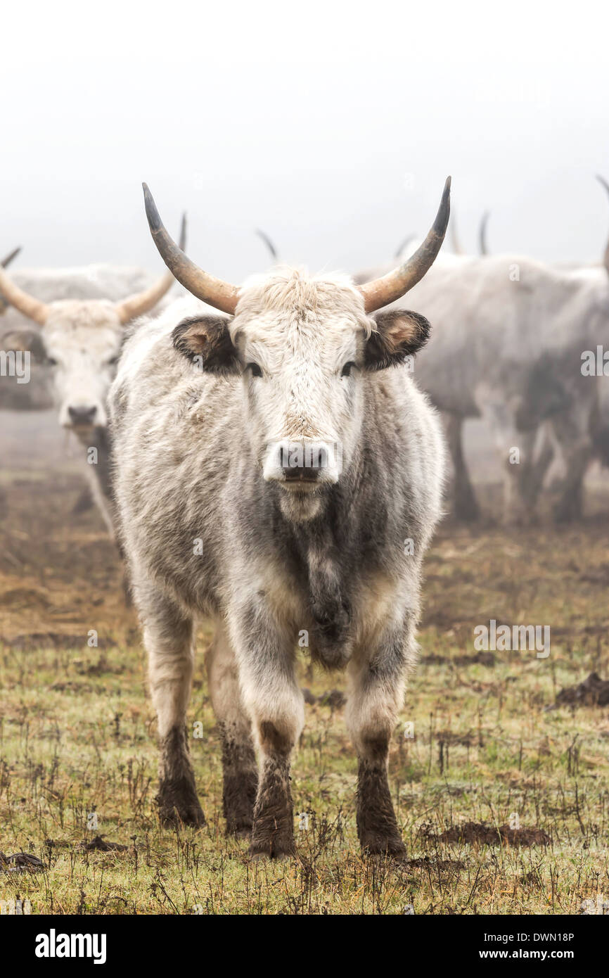 Hungarian cow breed hi-res stock photography and images - Alamy