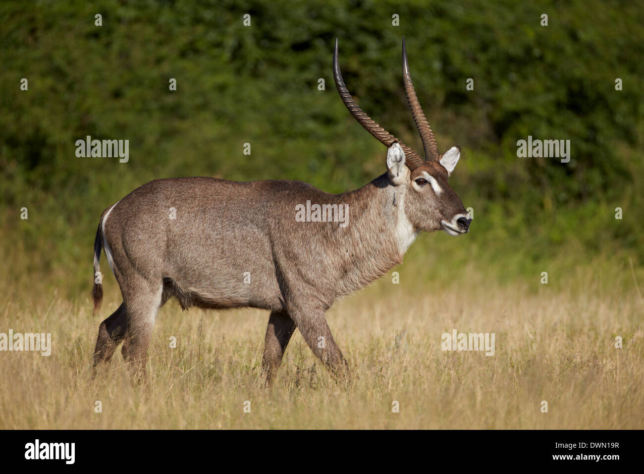 Common Waterbuck (Ellipsen Waterbuck) (Kobus ellipsiprymnus ...