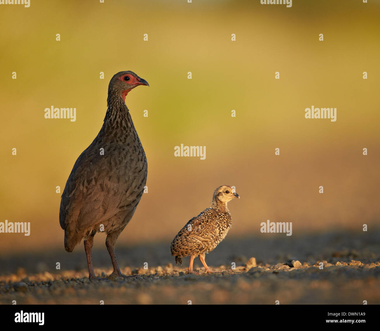 Red-Necked Spurfowl (Red-Necked Francolin) (Pternistes afer) hen and ...