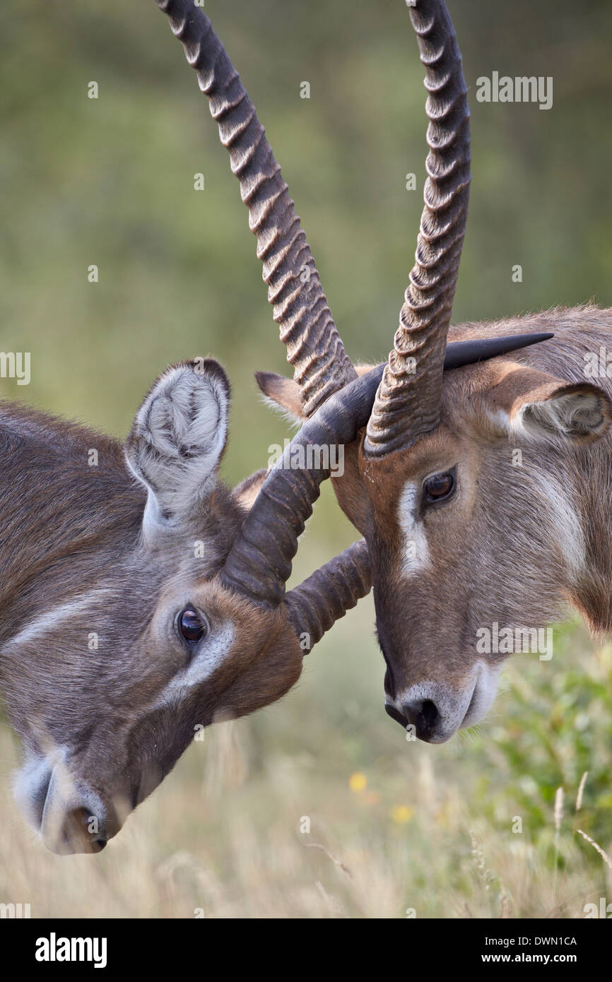Common Waterbuck (Ellipsen Waterbuck) (Kobus ellipsiprymnus ) bucks ...