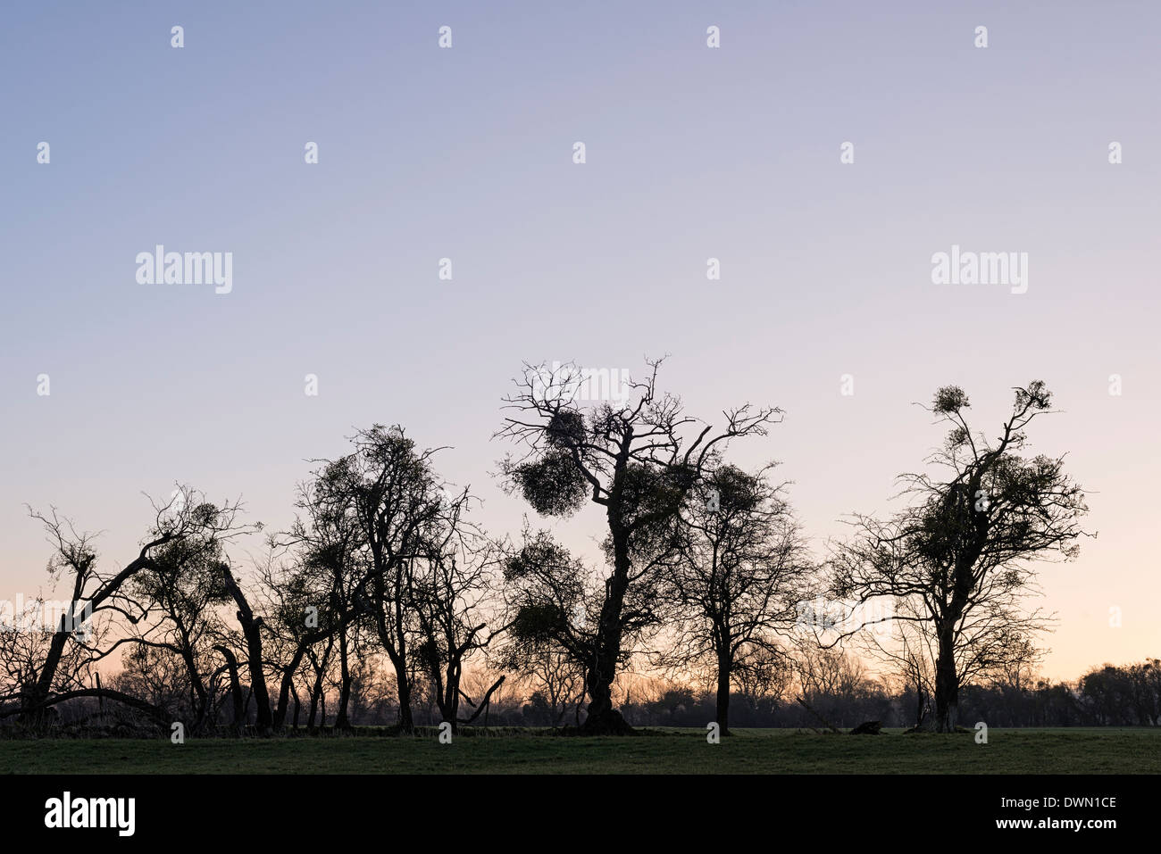 Apple silhouette hi-res stock photography and images - Alamy
