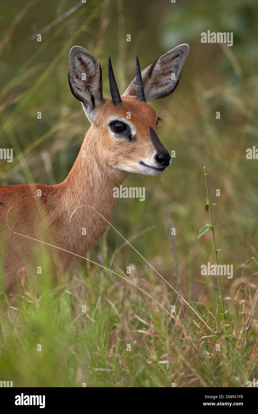 Raphicerus south africa hi-res stock photography and images - Alamy
