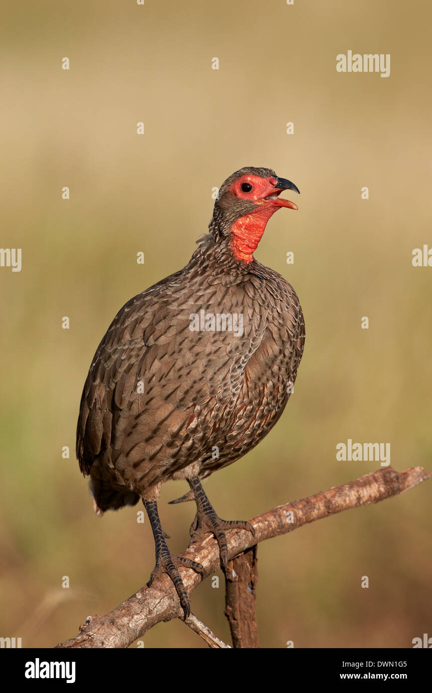 Red necked spurfowl south africa hi-res stock photography and images ...