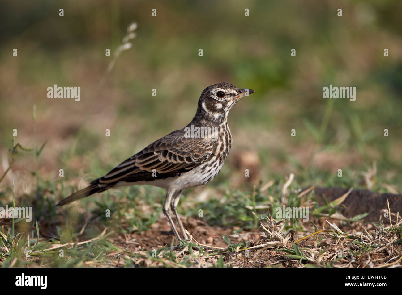 Dusky Lark (Pinarocorys nigricans), Kruger National Park, South Africa ...