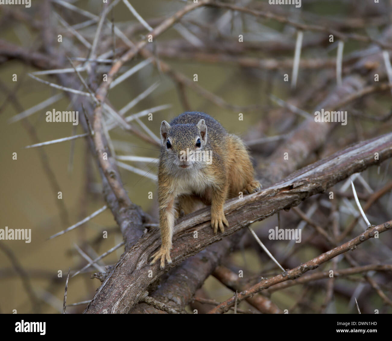 Tree Squirrel (Smiths Bush Squirrel) (Yellow-Footed Squirrel ...
