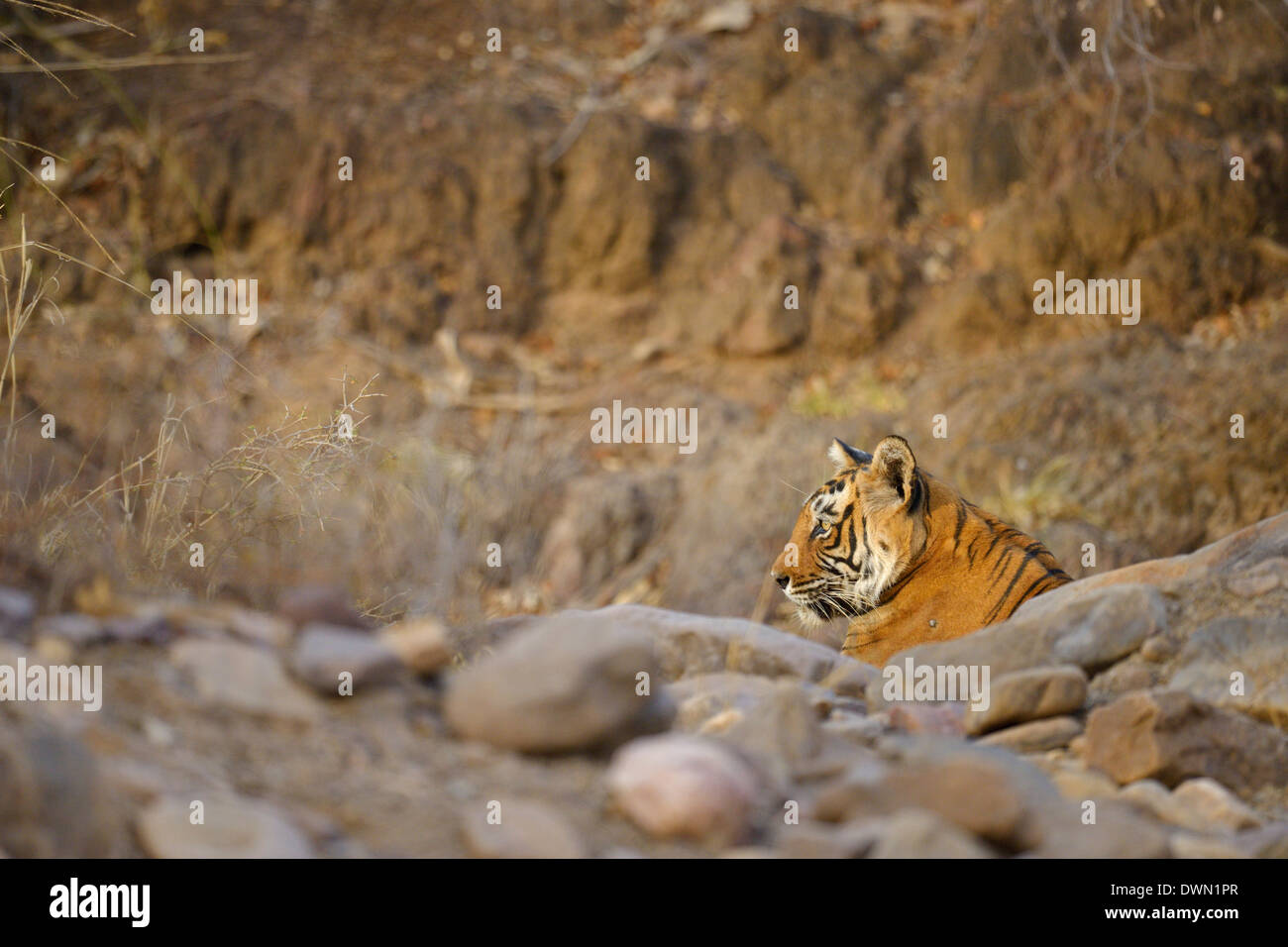 Bengal tiger (Panthera tigris tigris) in the dry forest during summers ...