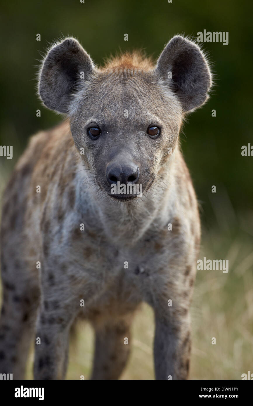 Young Spotted Hyena (Spotted Hyaena) (Crocuta crocuta), Kruger National ...