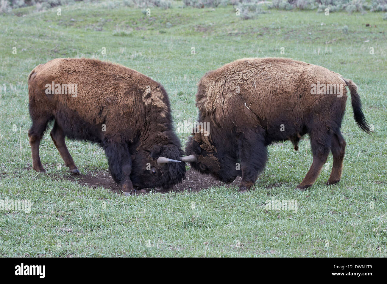 Two american bison hi-res stock photography and images - Alamy