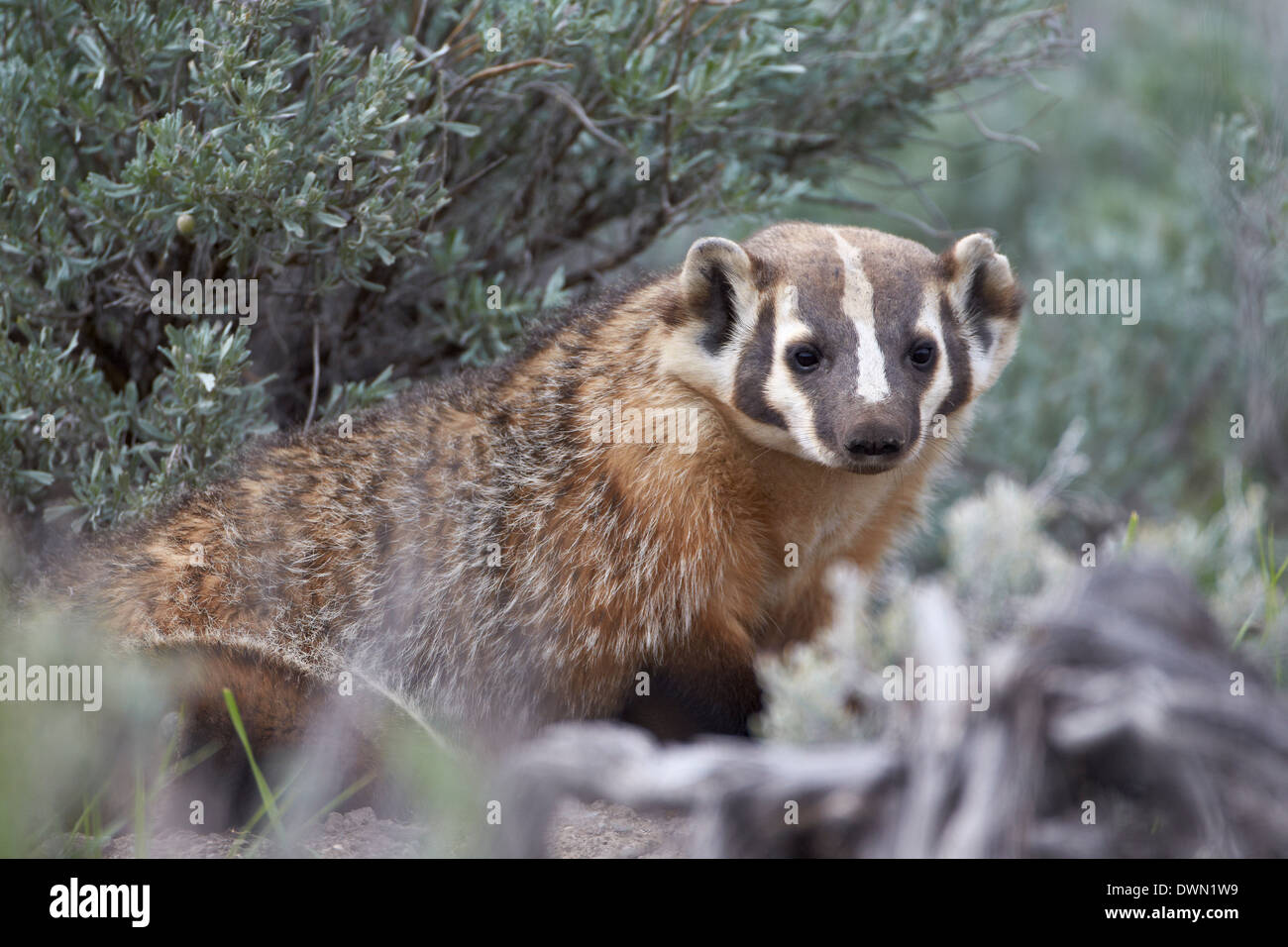 Badger (Taxidea taxus), Yellowstone National Park, Wyoming, United ...
