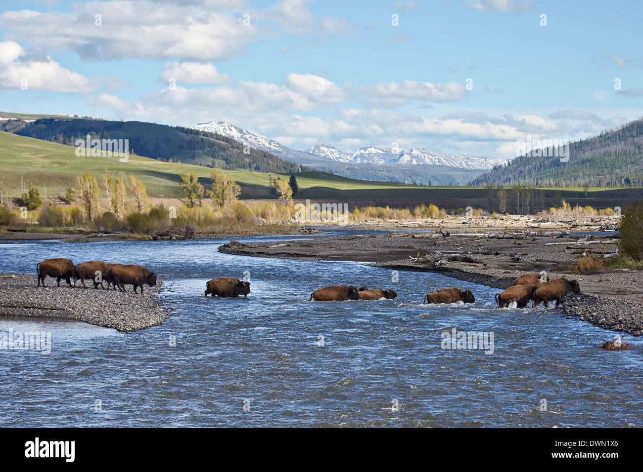 Line of Bison (Bison bison) crossing the Lamar River, Yellowstone ...