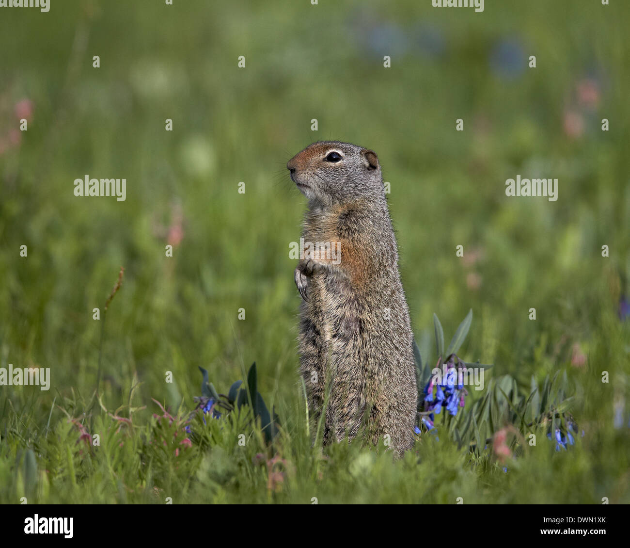 Uinta Ground Squirrel (Urocitellus armatus) among Mountain Bluebell ...