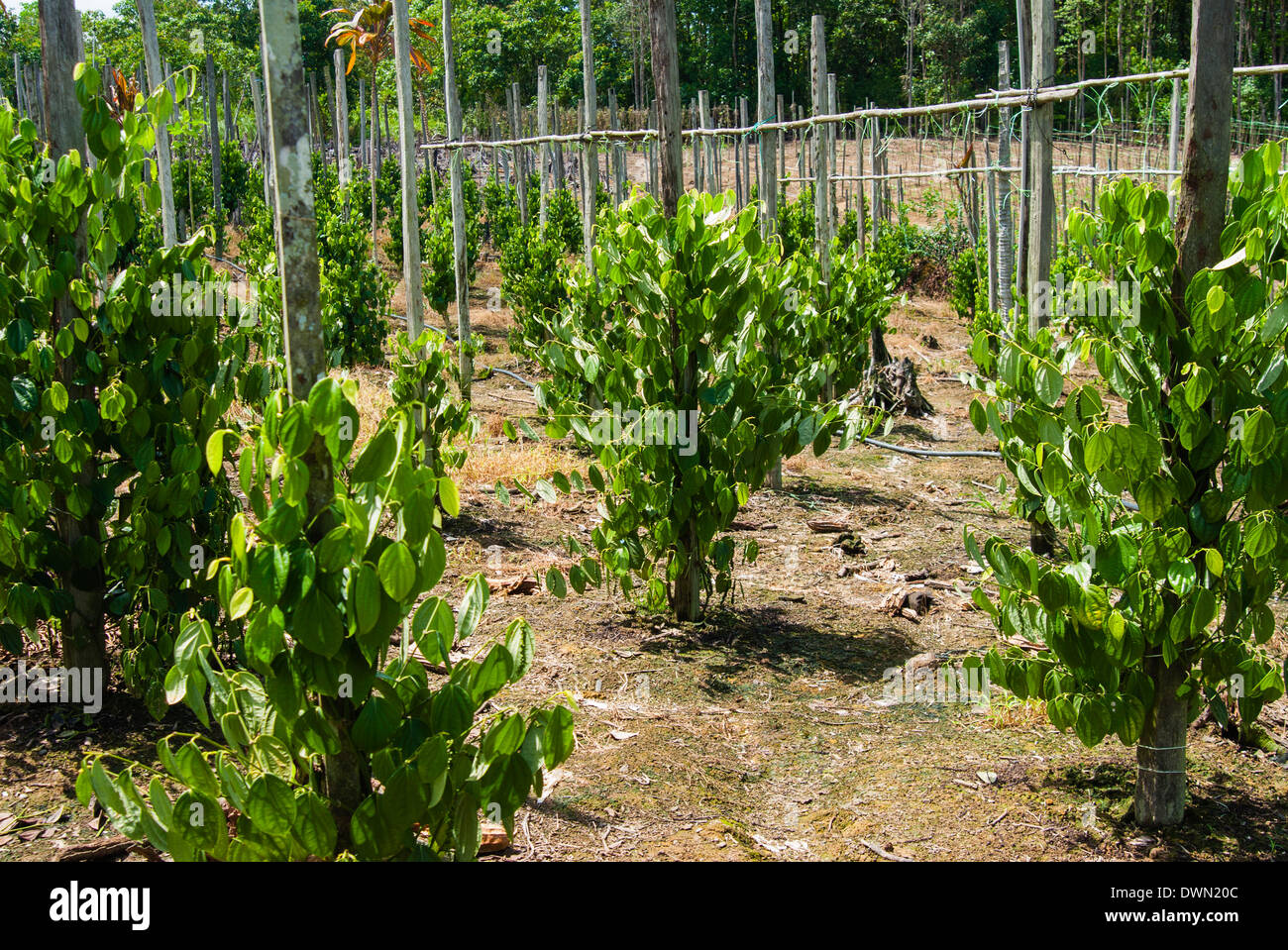 Cultivation pepper trees sarawak malaysian hi-res stock photography and ...